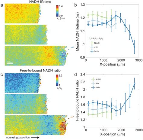 Fluorescence Lifetime Imaging Microscopy Flim Reveals That A Shift Download Scientific
