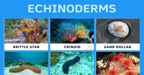 Invertebrates Echinoderms