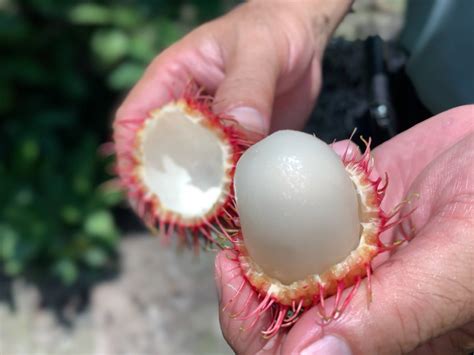 水果王國的未來之星(上)/紅毛丹、榴槤蜜、黃金果之外,這些水果台灣也吃的到 文化種籽 水果王國的未來之星(上)/紅毛丹、榴槤蜜、黃金果之外,這些水果台灣也吃的到 文化種籽