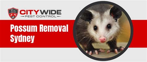 Possum Removal Sydney Local Possum Catchers Sydney Wide