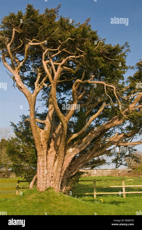 Albero Di Tasso Immagini E Fotografie Stock Ad Alta Risoluzione Alamy