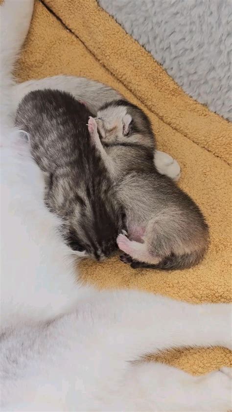 Pin On Cutest Kittens 😸