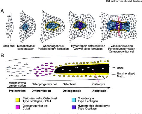 Structure Of Appendicular Skeleton Semantic Scholar