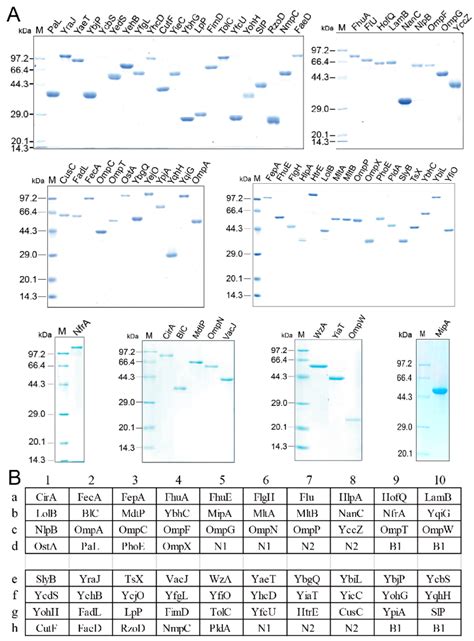 Purity A And Location B Of Outer Membrane Proteins On The Download Scientific Diagram