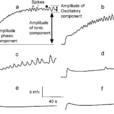 Representative Traces Showing The Effect Of Heptanol On Contractions