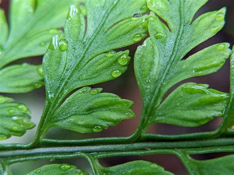 Asplenium Cuspidatum Ferns And Lycophytes Of The World
