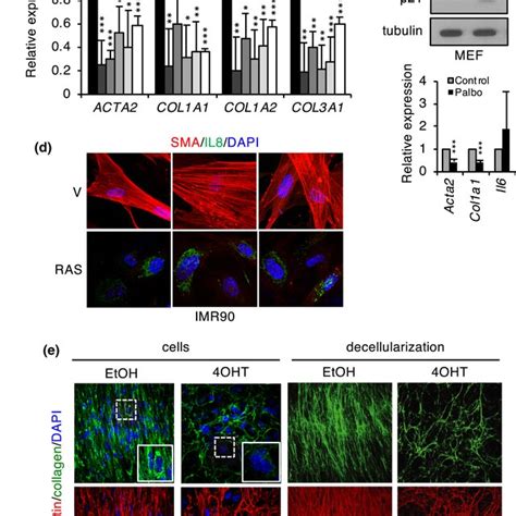 Regulation Of Myofibroblast Markers In Senescence A Western Blot