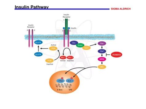 Ppt Insulin Pathway Powerpoint Presentation Free Download Id1476537