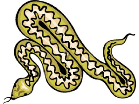 Free Scary Python Cliparts Download Free Scary Python Cliparts Png