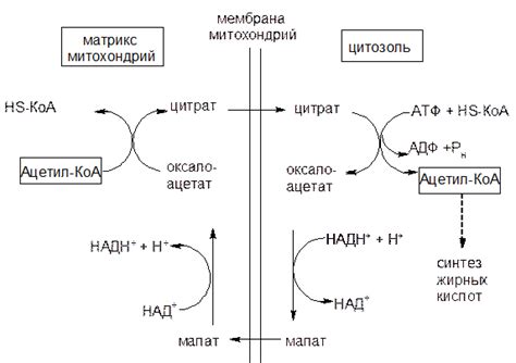Синтез жирных кислот — Лекциопедия