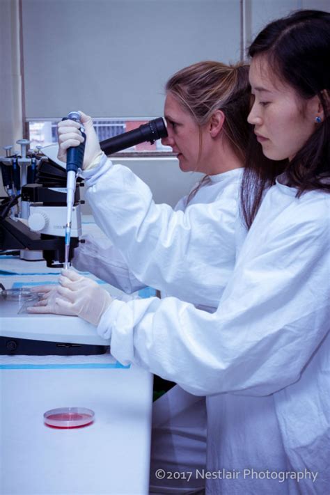 Directed Differentiation Of Stem Cells To Cochlear Phenotypes