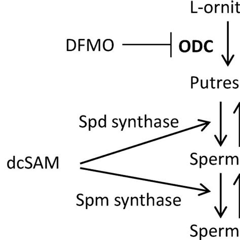 Cellular Polyamine Pathways Odc Catalyzes Decarboxylation Of Download Scientific Diagram