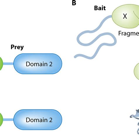 Two Hybrid Systems Versus Pcas A Colocalization In Two Hybrid