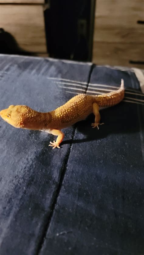 Tiny Diny At It Again Rleopardgeckos