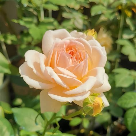 Gruaud Larose Rose Muse Roses