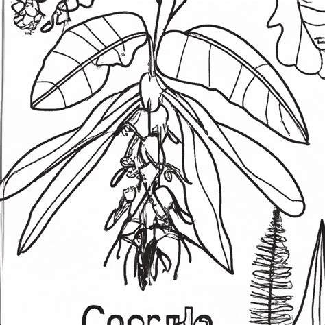 Plantas Da Mata Atlântica 10 Desenhos Para Imprimir E Colorir