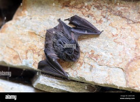 Small Black Bat