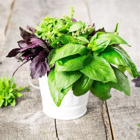 Basil Varieties The Different Types Of Basil And Their Uses The