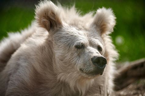 겨울잠에서 깬 곰 이란 짤의 실체 반전임