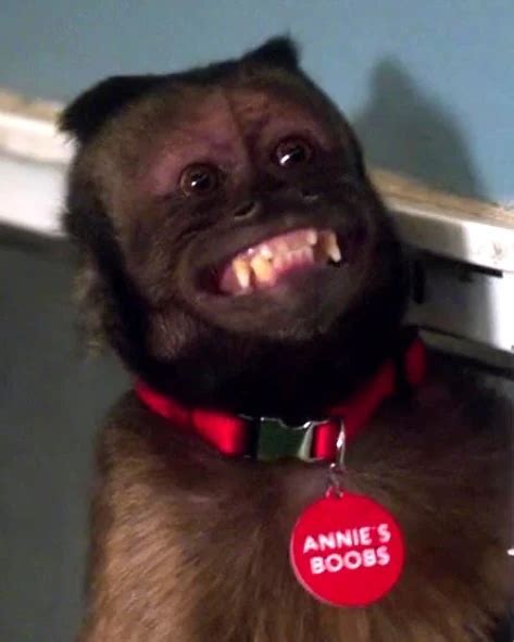 Annies Boobs Season One Gallery Community Wiki Fandom