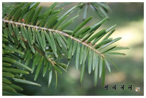상록 침엽수 전나무젓나무 일본전나무 종비나무 구별법 네이버 블로그