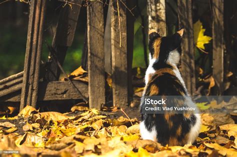 오래된 나무 울타리의 배경에 뒤에서 칼리코 고양이는 잎에 앉아 0명에 대한 스톡 사진 및 기타 이미지 0명 2019년