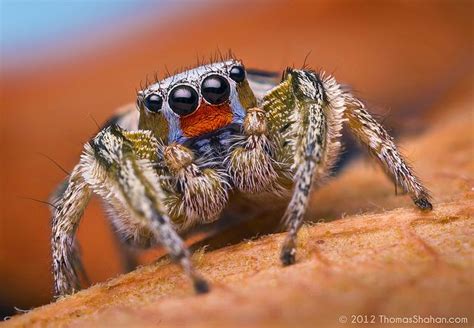 Male Habronattus Virgulatus Jumping Spider Arizona Jumping Spider