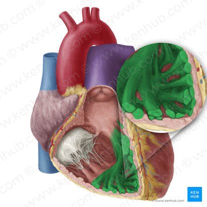 Trabeculae Carneae Anatomy And Function Kenhub