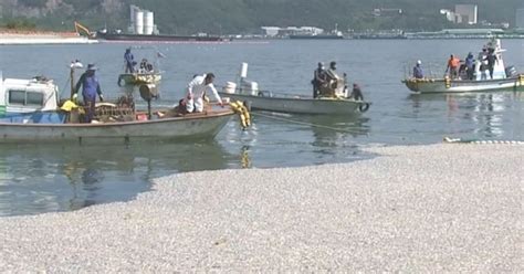 정어리 떼죽음 미스터리 풀렸다 원인은 산소 부족