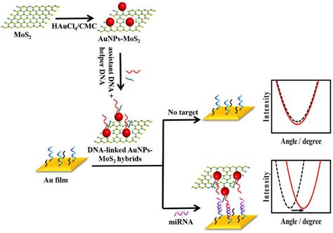 The Schematic Illustration Of The Spr Biosensor Based On The Download Scientific Diagram