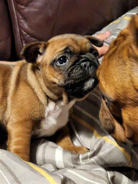 Kevin Leclair Greenfield Puppies