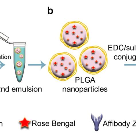 Schematic Illustration Of Plga Nanoparticle Synthesis And Chemical Download Scientific Diagram