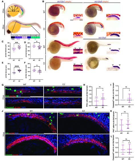 Exogenous E2 Alters Distal Nephron Segmentation Independently Of Cell Download Scientific