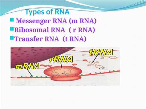 Rna Types Structure And Functions Of Mrna Rrna And Trna Pptx