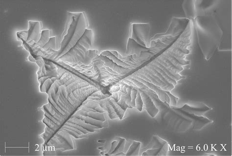 Detailed View Of The Dendritic Like Structure Of The Ckn Glass Ceramic Download Scientific