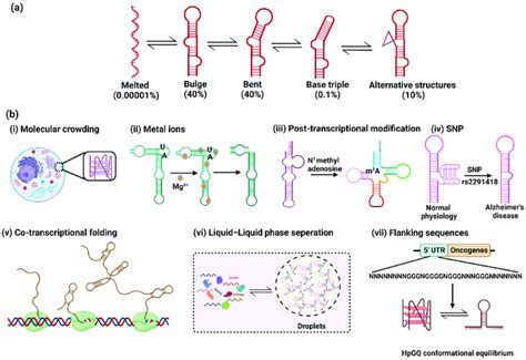 A Hiv Tar Rna Conformation Ensemble Consisting Of Diverse Secondary Download Scientific