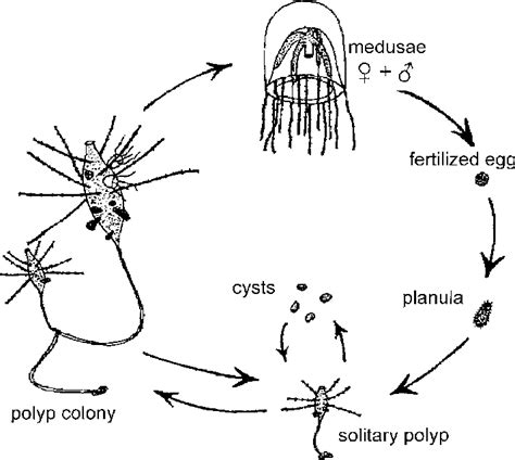 Moerisia Lyonsi Life History Download Scientific Diagram