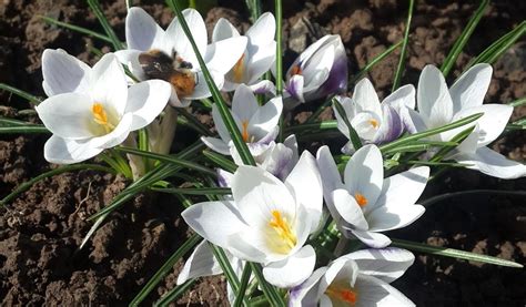 Весенние цветы луковичные 62 фото