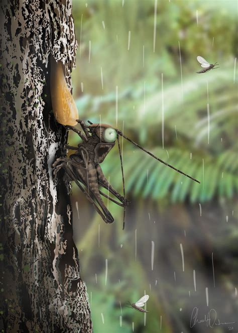 Extinct Insect From Baltic Amber Could Hear Ultrasounds Bat