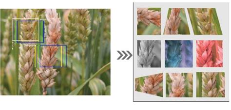Figure 3 From Improved Detection Of Fusarium Head Blight In Wheat Ears Through Solo Instance