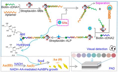 A Paper Based Multicolor Colorimetric Aptasensor For The Visual Determination Of Multiple