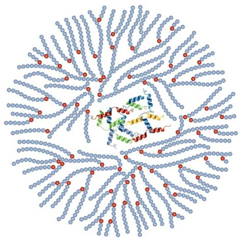 Glycogenesis And Glycogenolysis Concise Medical Knowledge