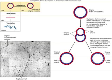 Genetics Ch 8 Review Dna Replication Flashcards Quizlet
