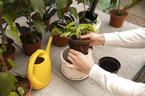 Лунный календарь для цветов 2025 благоприятные дни для пересадки комнатных растений