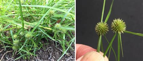 Lawn And Turfgrass Weeds False Green Kyllinga Kyllinga Gracillima Miq