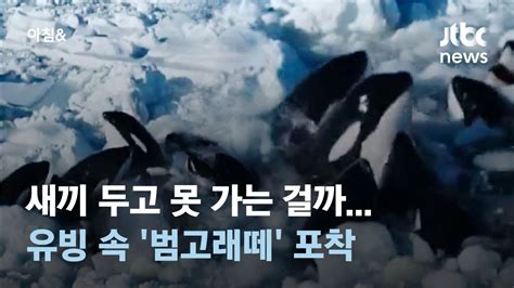 새끼 두고 못 가는 걸까유빙 속 갇힌 범고래떼 포착 소셜픽 Jtbc 아침and Youtube