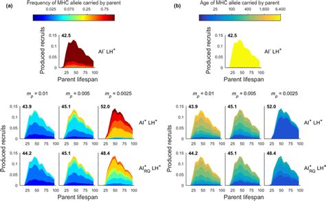 Recruits Production And Hosts Major Histocompatibility Complex Mhc