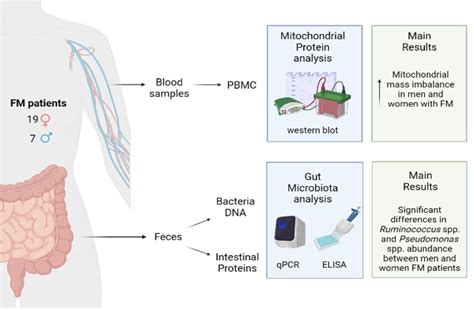 Microbiota And Mitochondrial Sex Dependent Imbalance In Fibromyalgia A