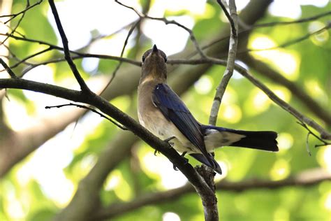 里山の野鳥 by デジコミ ID11324083 写真共有サイト PHOTOHITO
