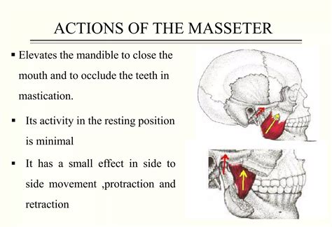 Muscles Of Mastication And Facial Expression Pptx